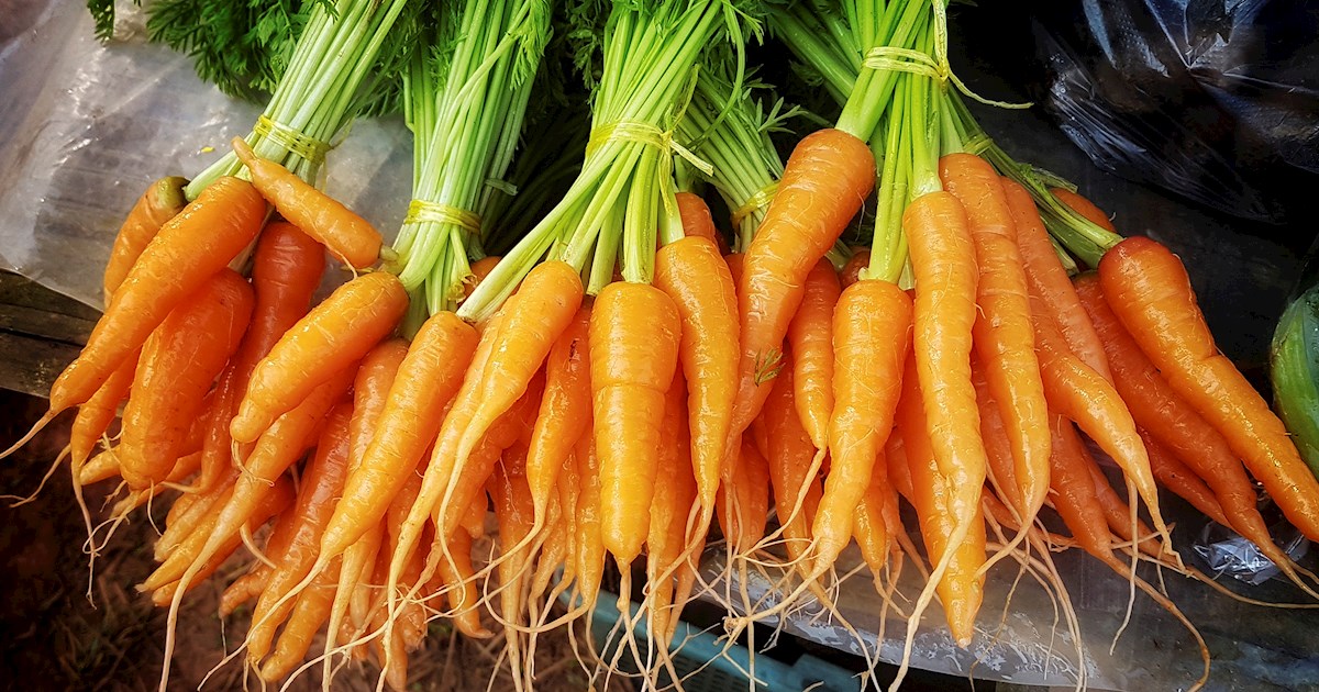 Carota di Zapponeta | Local Carrot From Province of Foggia, Italy