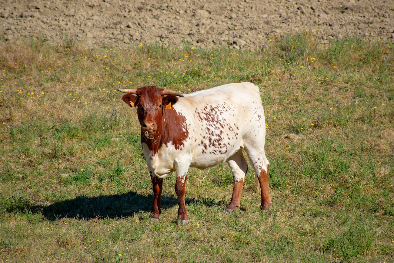 4 Best Beef Cattle Breeds in Alentejo - TasteAtlas