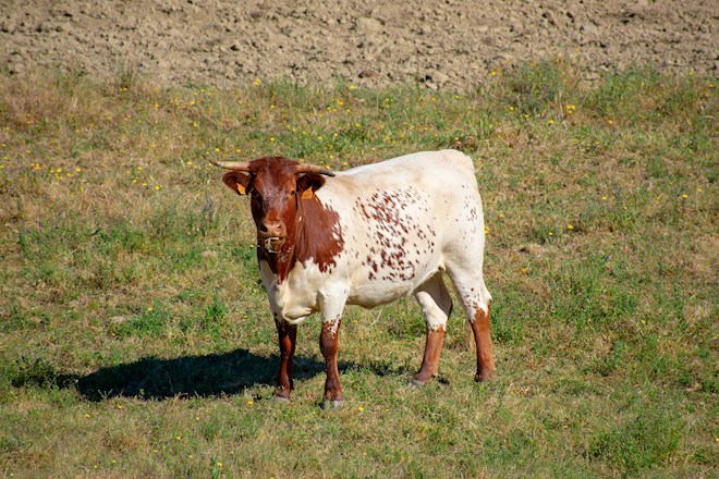 Portuguese Beef Cattle Breeds: 13 Beef Cattle Breed Types in Portugal ...