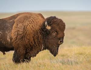 Local Food in Montana | Montana Food Map | TasteAtlas