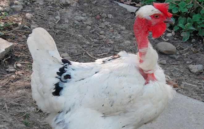 Poultries of the World: 51 Poultry Types | TasteAtlas