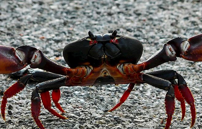Saltwater Crabs of the World: 8 Saltwater Crab Types | TasteAtlas