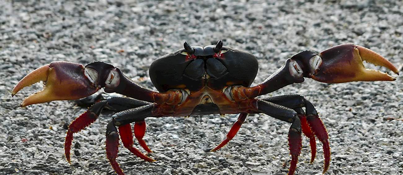 Providencia Black Crab | Local Saltwater Crab From San Andrés and ...