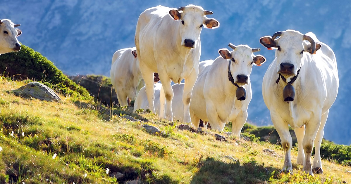 Fassona Beef | Local Beef Cattle Breed From Piedmont, Italy