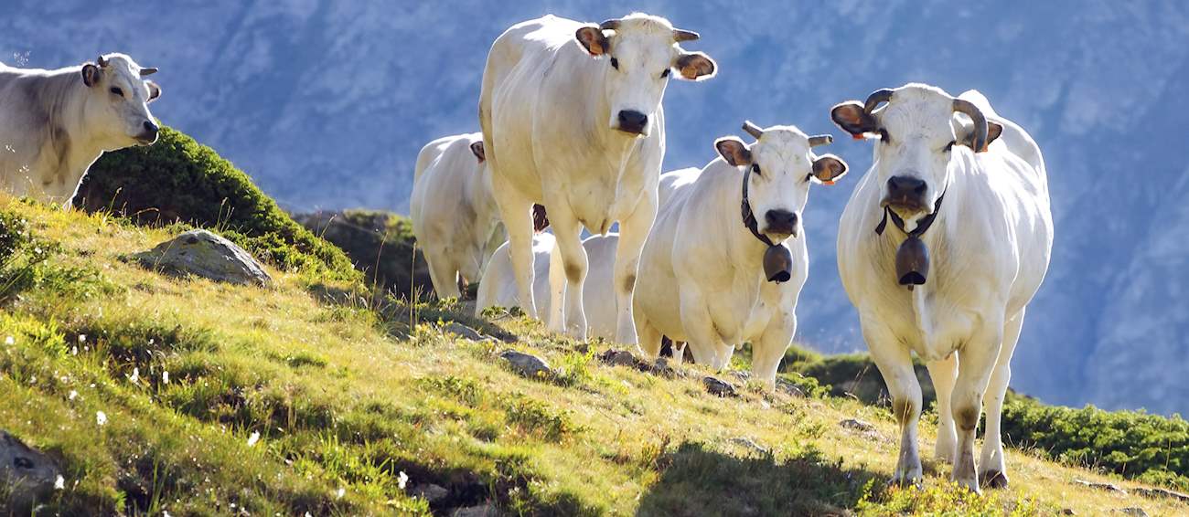 4 Best Beef Cattle Breeds in Italy - TasteAtlas