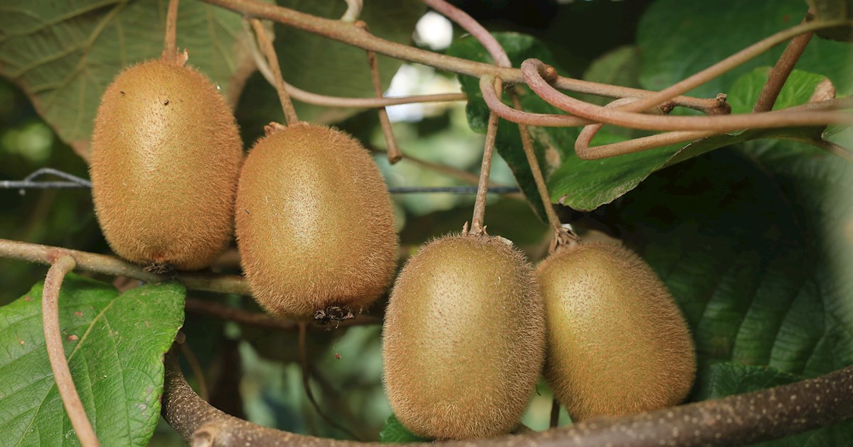 European Kiwi Fruits: 5 Kiwi Fruit Types in Europe | TasteAtlas