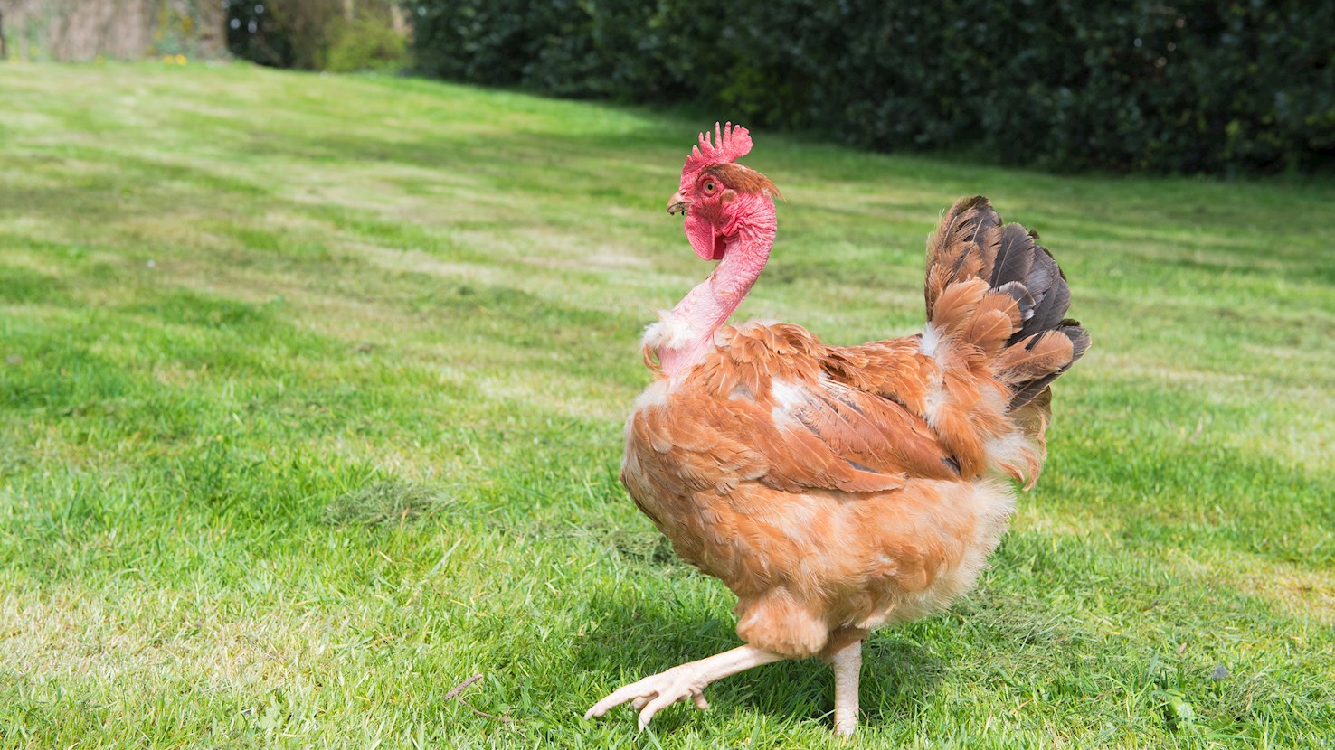 Top 7 French Chickens - TasteAtlas