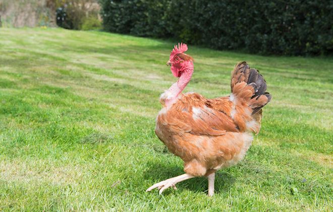 Poultries of the World: 52 Poultry Types | TasteAtlas