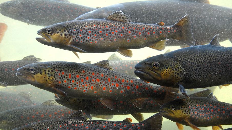 4 Most Popular Eastern European Freshwater Fish - TasteAtlas