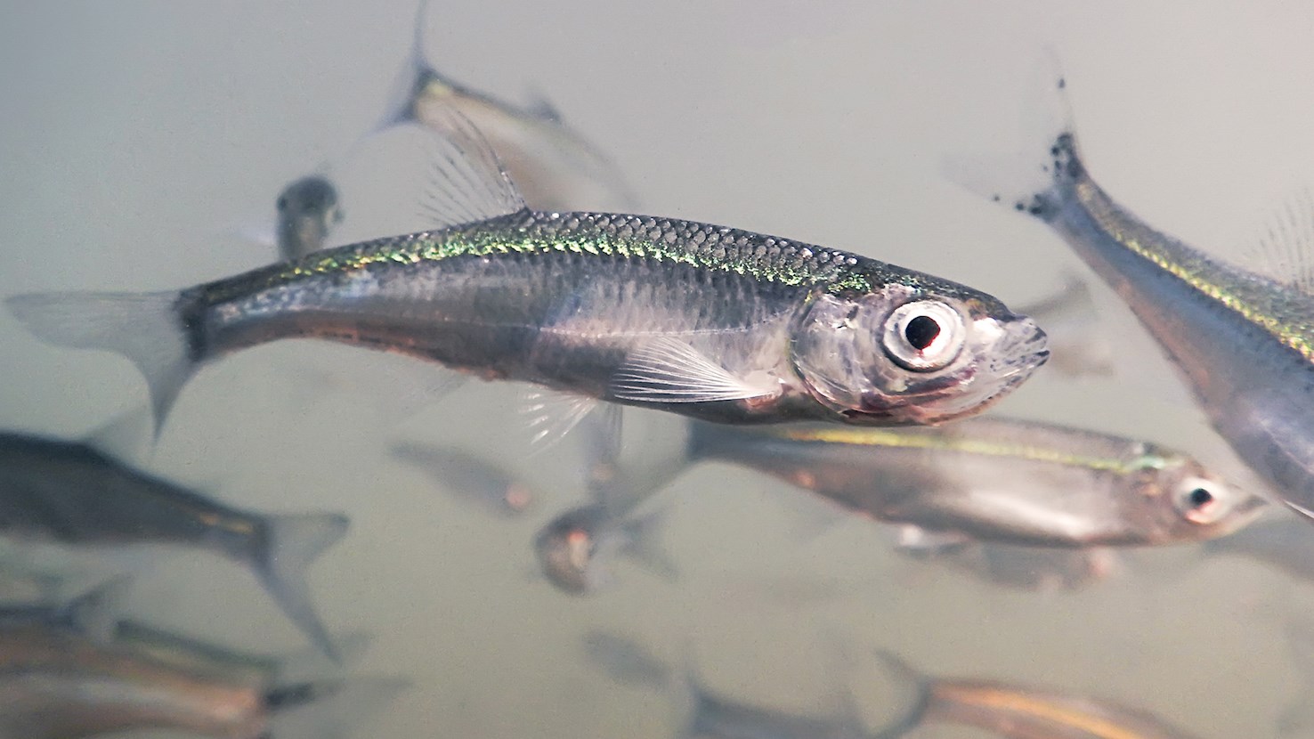 3 Best Freshwater Fishes in Southeastern Europe - TasteAtlas