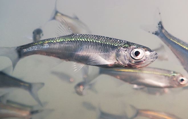 European Freshwater Fish: 31 Freshwater Fish Types in Europe | TasteAtlas