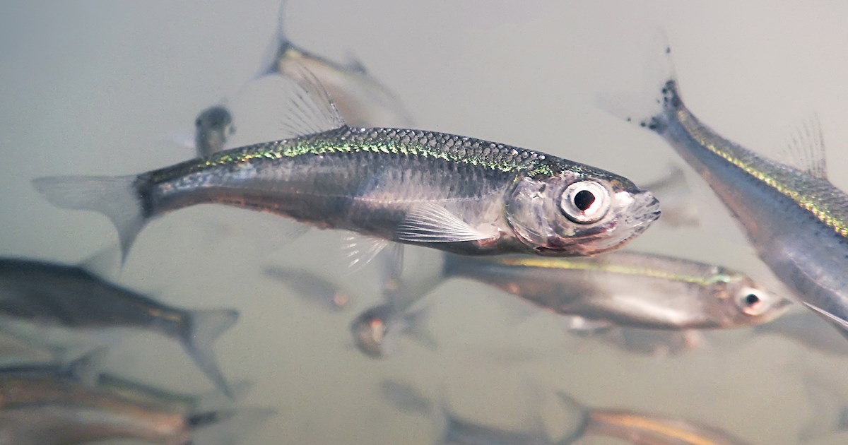 Ukljeva | Local Freshwater Fish From Montenegro, Southeastern Europe