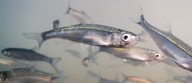 Southeastern European Fishes: 6 Fish Types in Southeastern Europe ...