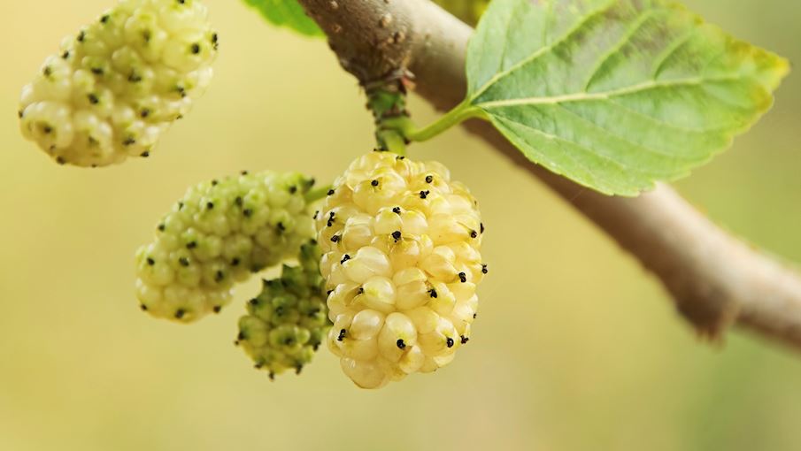 5 Most Popular Asian Berries - TasteAtlas