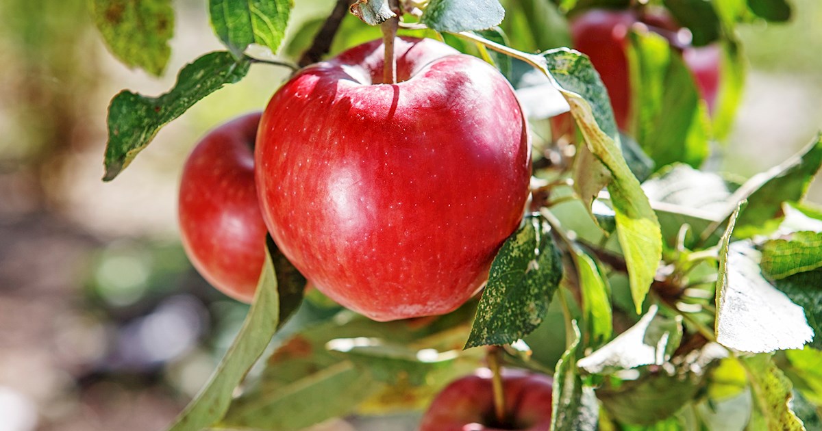 Pacific Rose Apples | Local Apple Variety From New Zealand