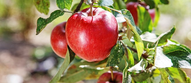 New Zealand Fruits: 14 Fruit Types in New Zealand | TasteAtlas