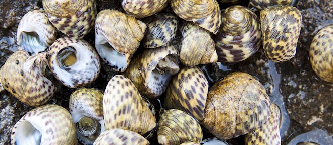 Central European Shellfish: 6 Shellfish Types in Central Europe ...