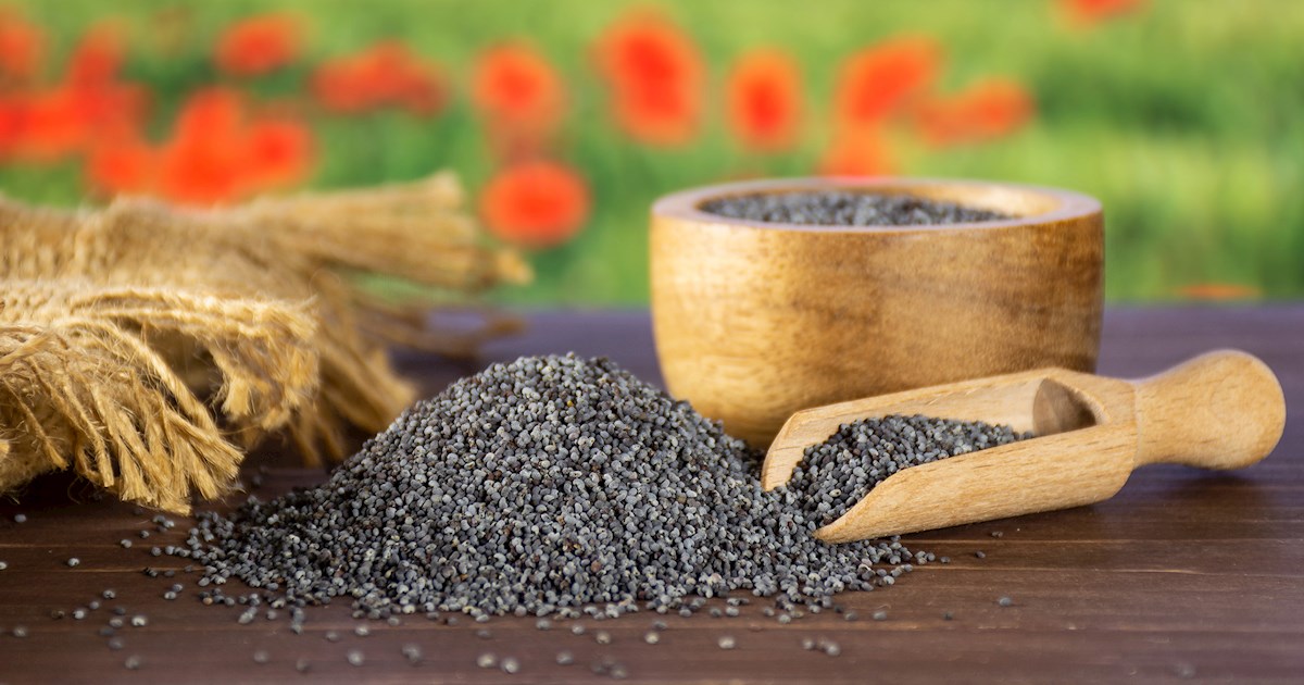 Český Modrý Mák | Local Poppy Seeds From Czech Republic, Central Europe