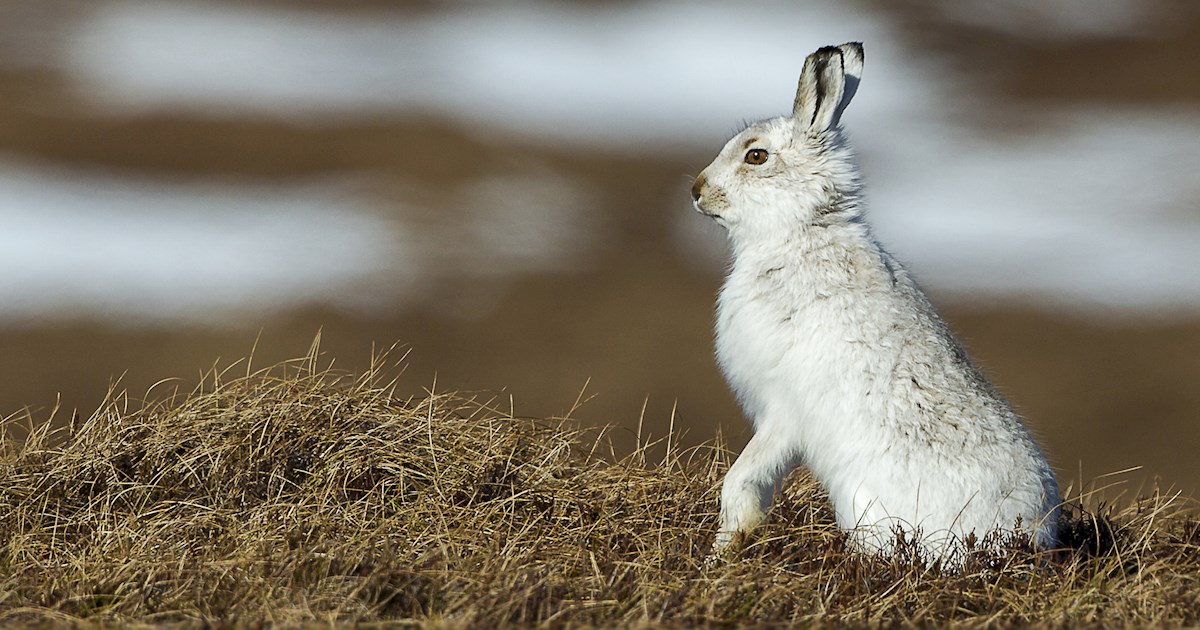 Mountain Hare | Local Hare From Highland, Scotland