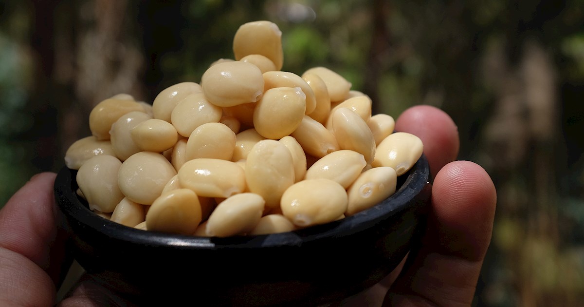 Tarwi | Local Legumes From Peru