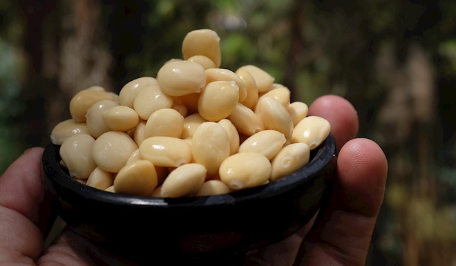 Legumes of the World: 63 Legumes Types | TasteAtlas