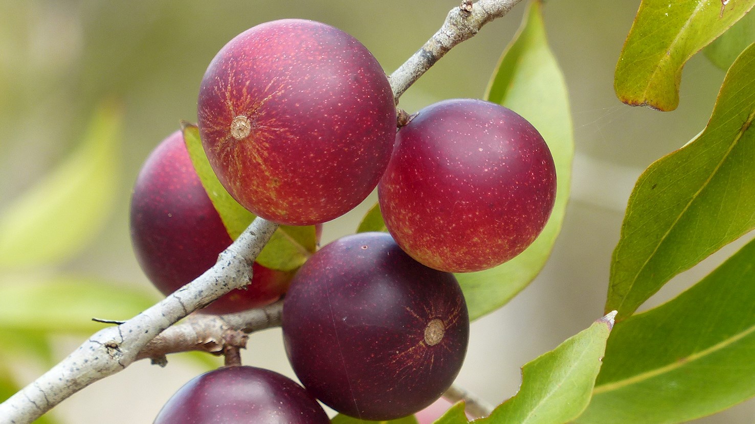 Top 5 Brazilian Berries - TasteAtlas