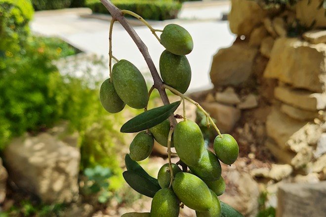 Olives of the World: 59 Olives Types | TasteAtlas