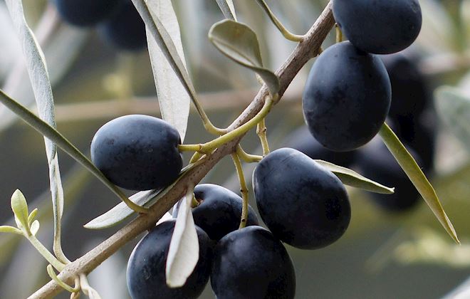 Greek Olives: 11 Olive Types in Greece | TasteAtlas