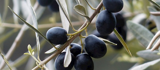 Greek Olives: 21 Olives Types in Greece | TasteAtlas