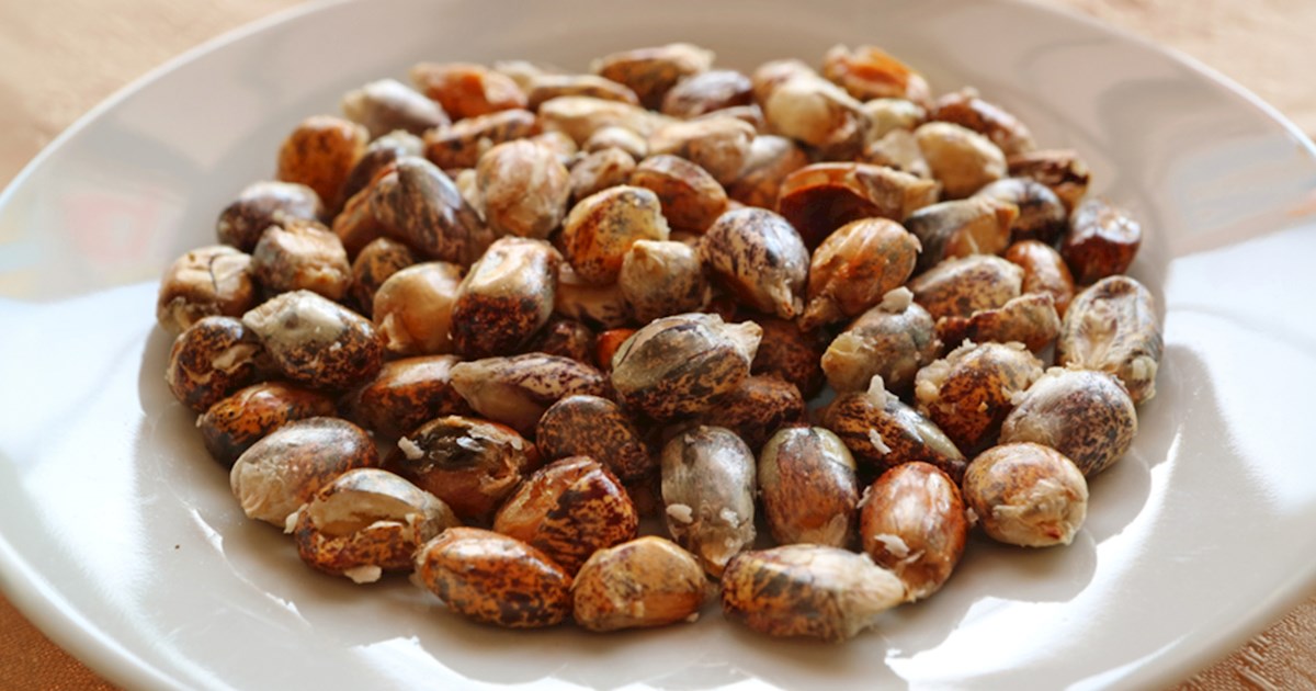 Maíz Chulpe | Local Corn From Peru