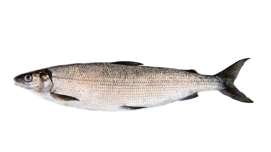 6 Most Popular British Freshwater Fish - TasteAtlas