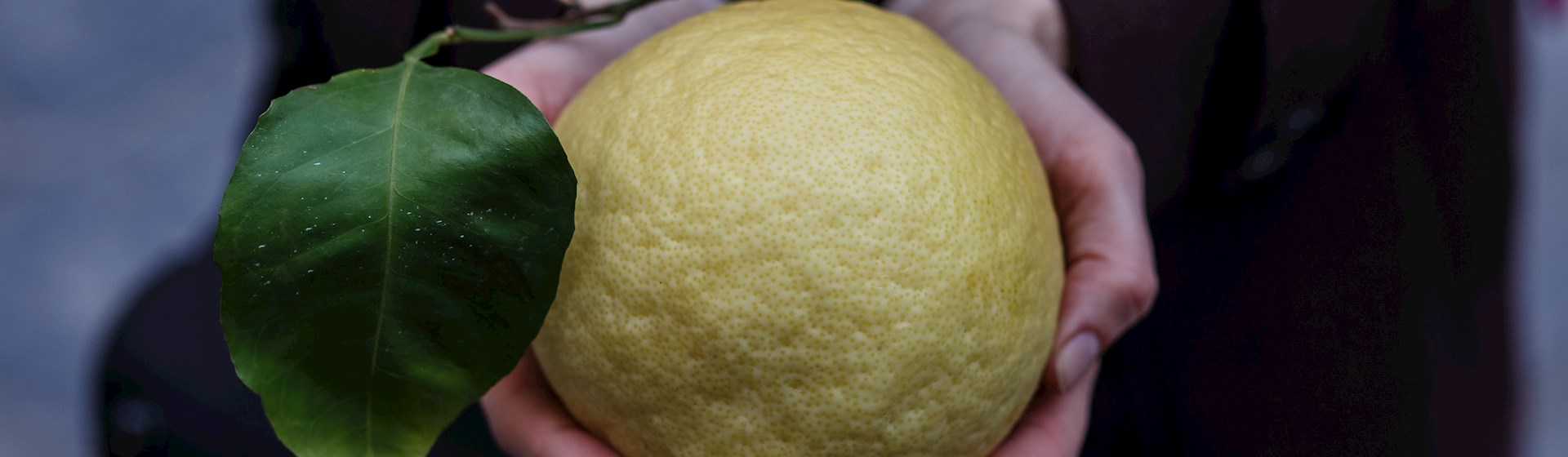 21 Best Citrus Fruits in Western Europe - TasteAtlas