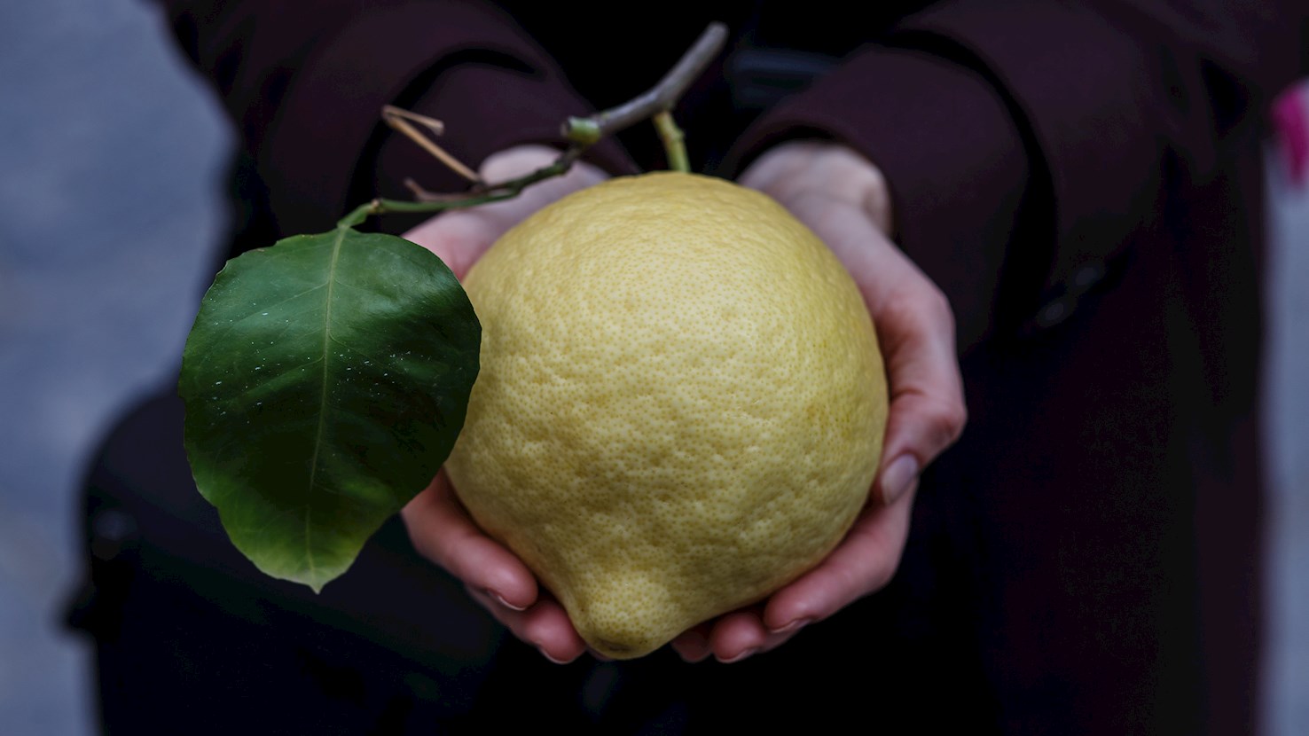 Top 7 Italian Lemons - TasteAtlas