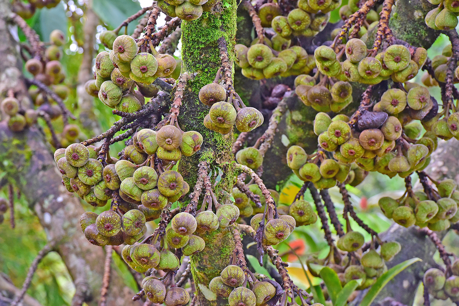 Elephant Ear Fig | Local Tropical Fruit From Northern India, India