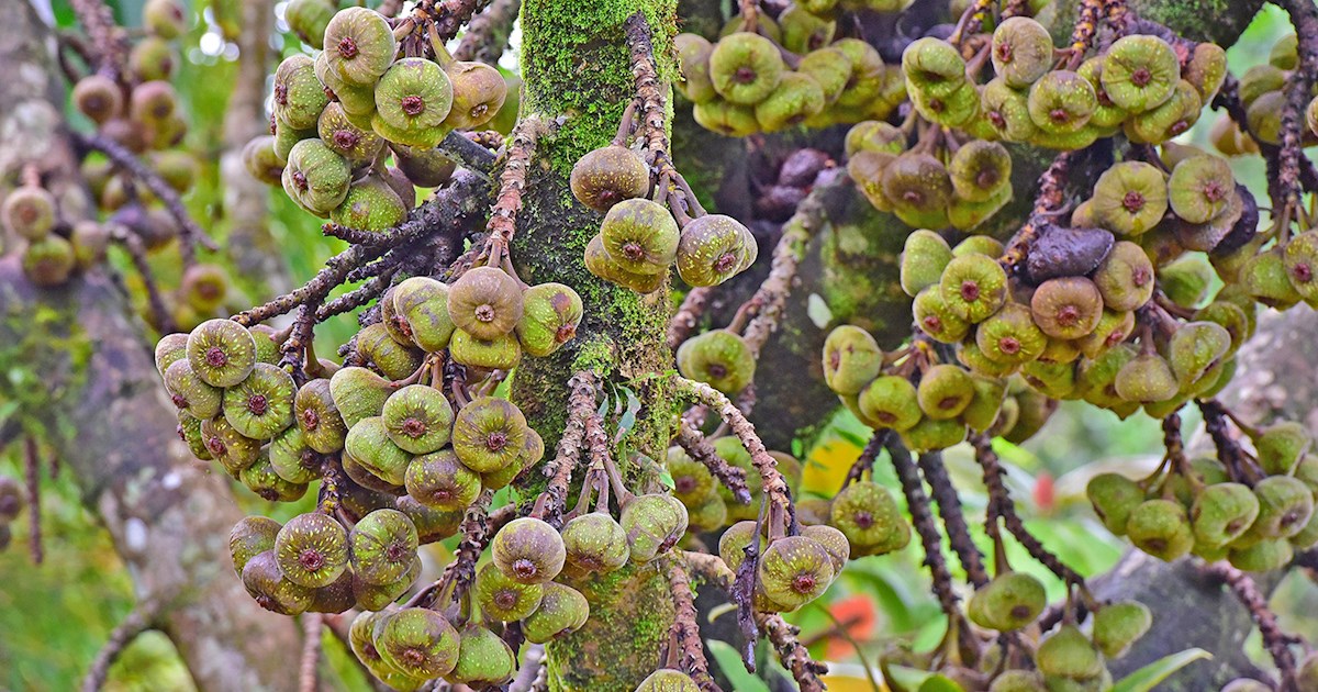 Anjali | Local Tropical Fruit From Northern India, India