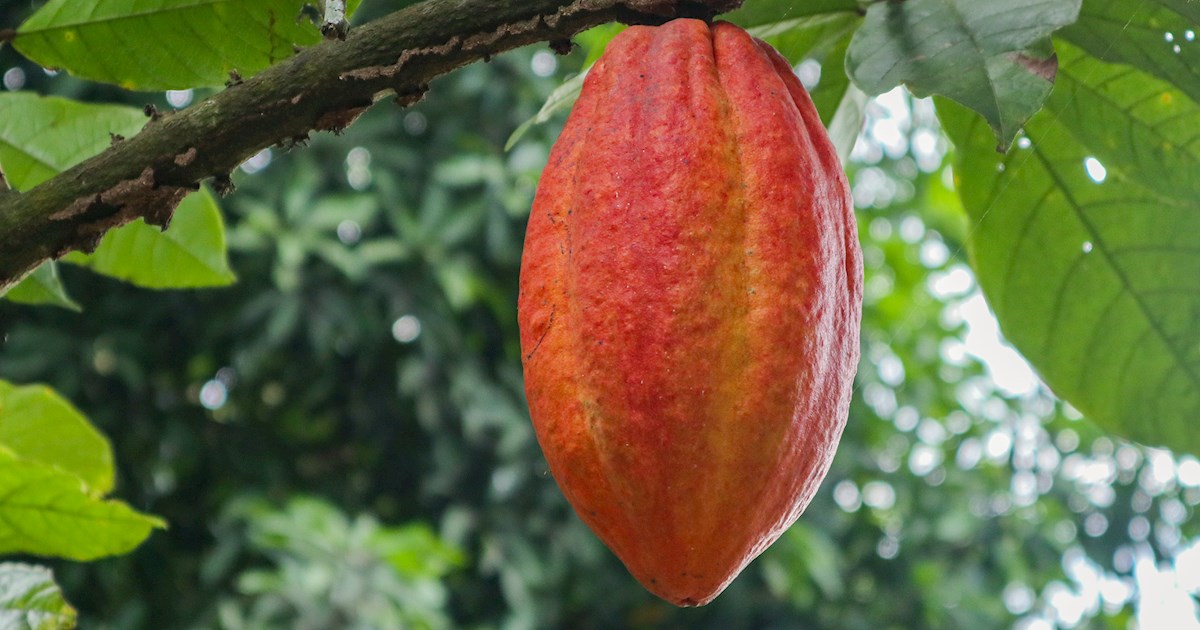 Criollo | Local Cocoa Beans From Mexico