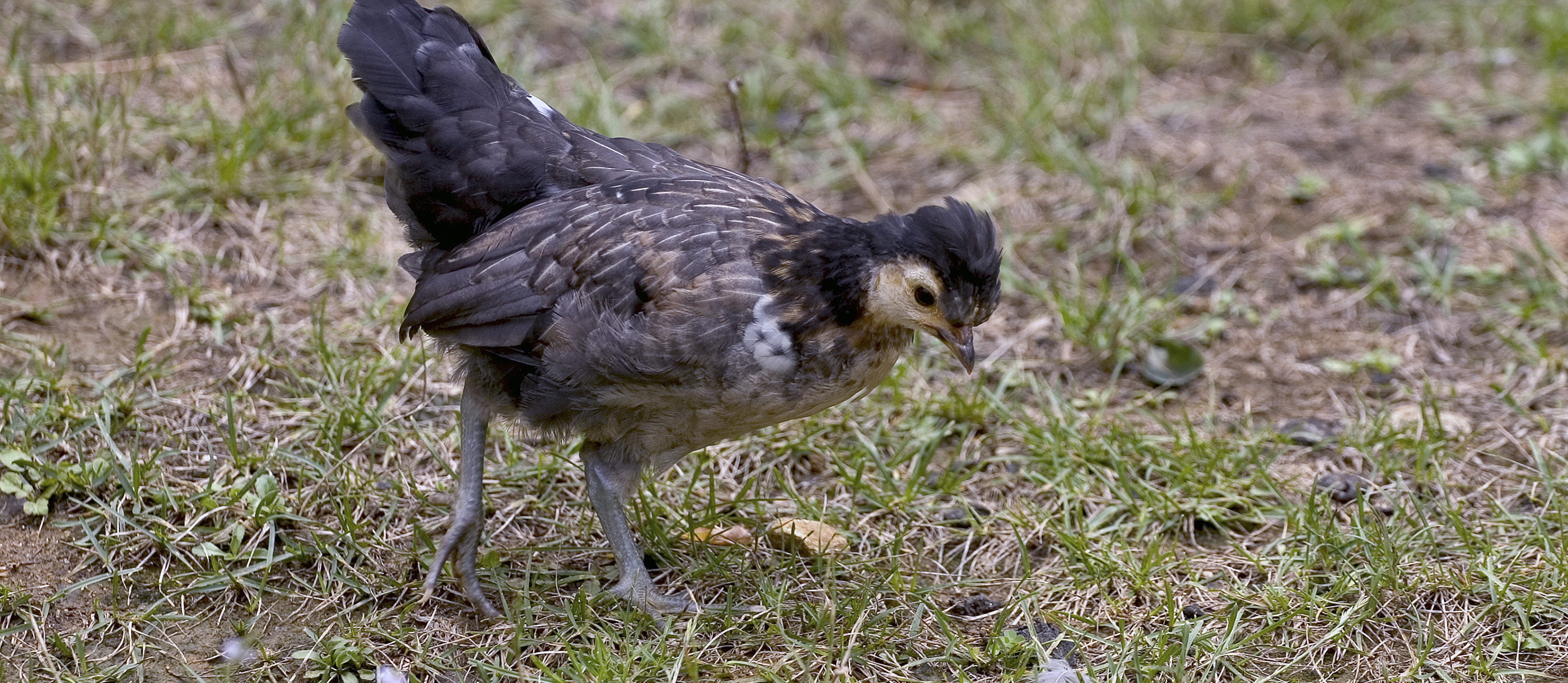 Poulet du Périgord | Local Chicken From Dordogne, France | TasteAtlas