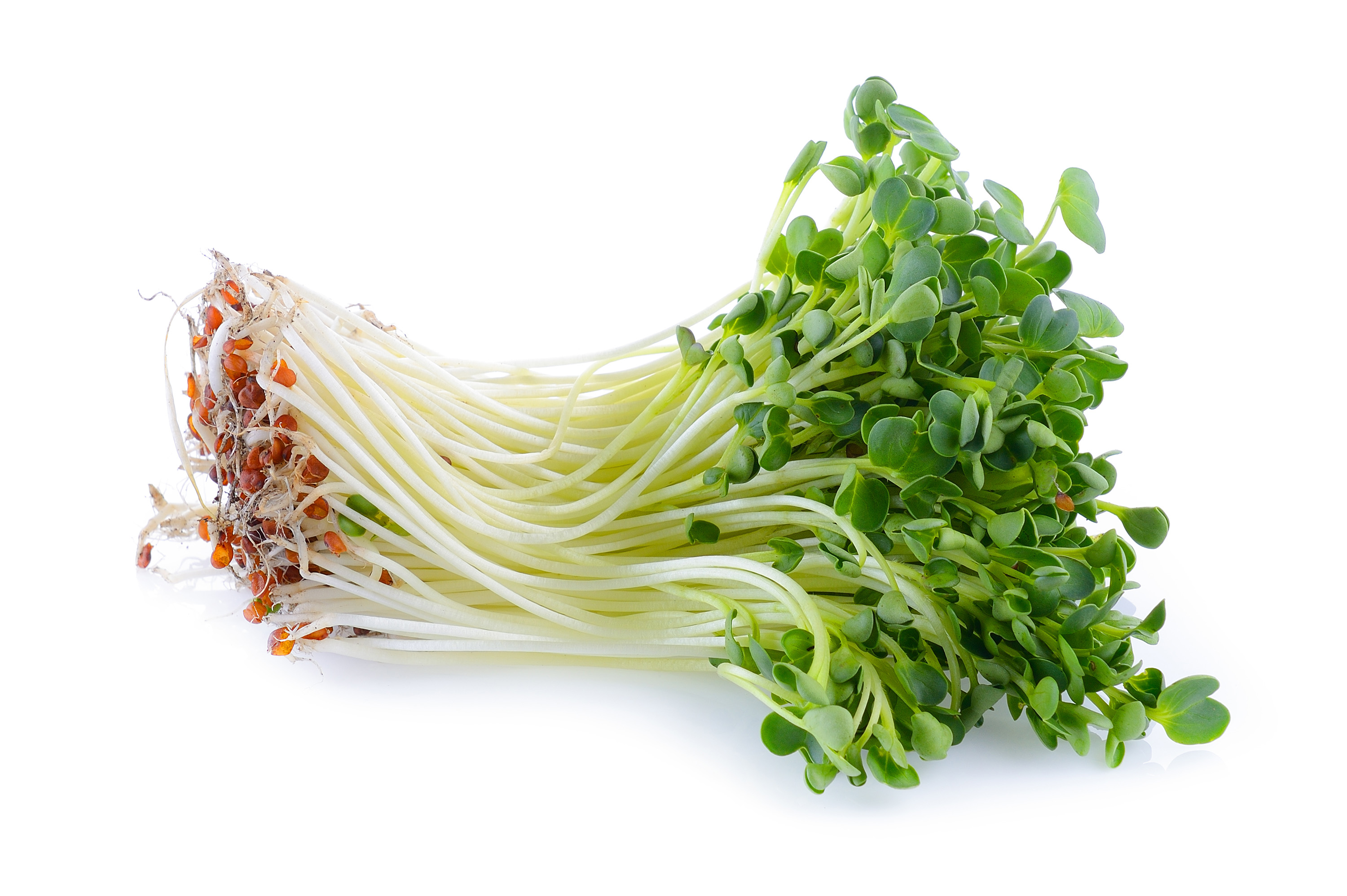 Kaiware | Local Radish Sprouts From Japan