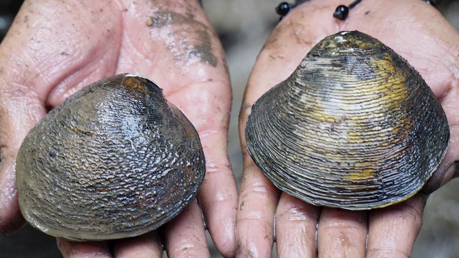 50 Most Popular Shellfish in the World - TasteAtlas