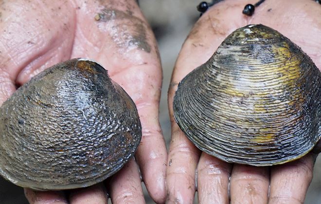 Shellfish of the World: 47 Shellfish Types | TasteAtlas