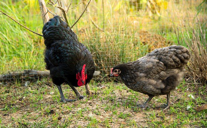 French Poultry: 43 Poultry Types in France | TasteAtlas