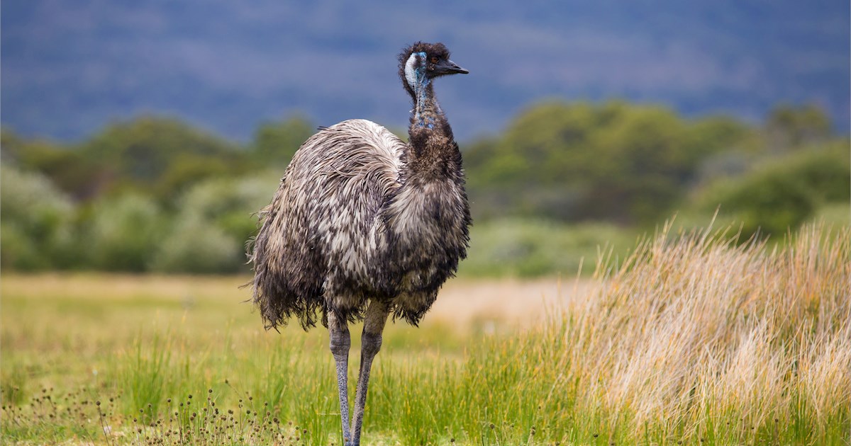Emu Meat | Local Game From Australia