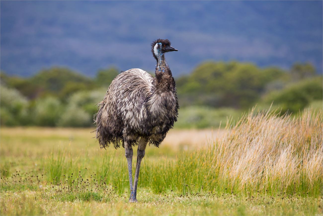 Emu Meat | Local Game From Australia