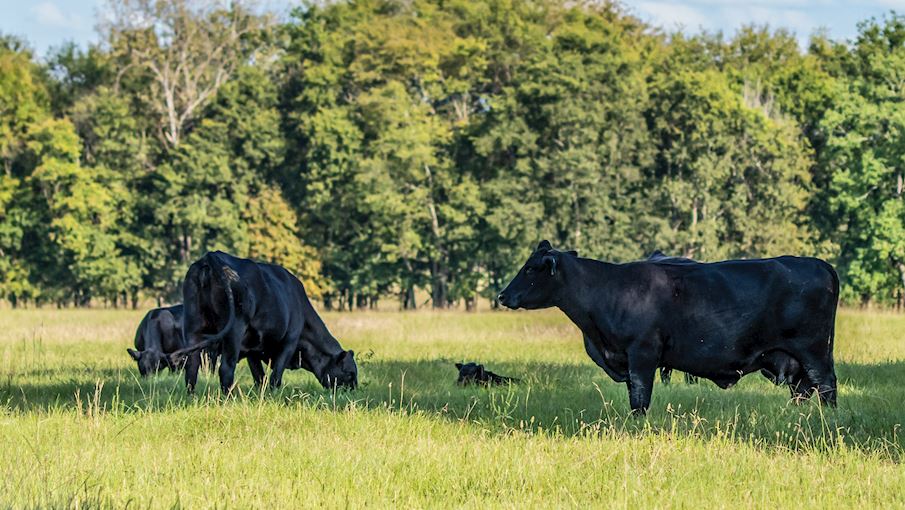 Best Rated Fresh Meats in The World - TasteAtlas