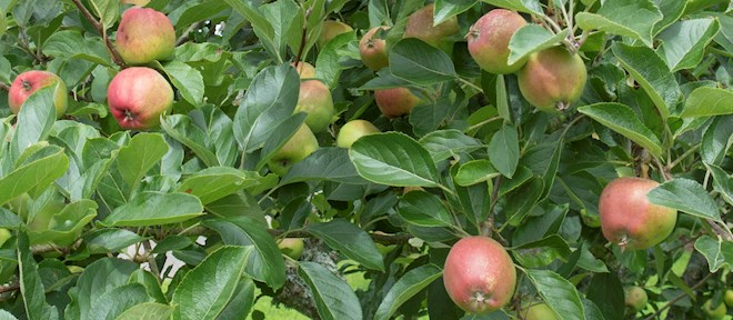 New Zealand Fruits: 14 Fruit Types in New Zealand | TasteAtlas