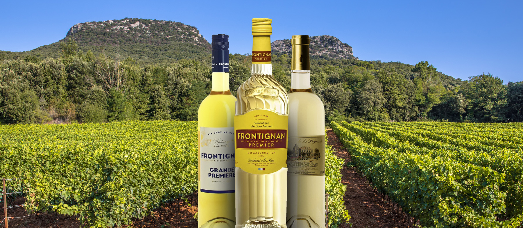 Muscat de Frontignan | Local Wine Appellation From Hérault, France