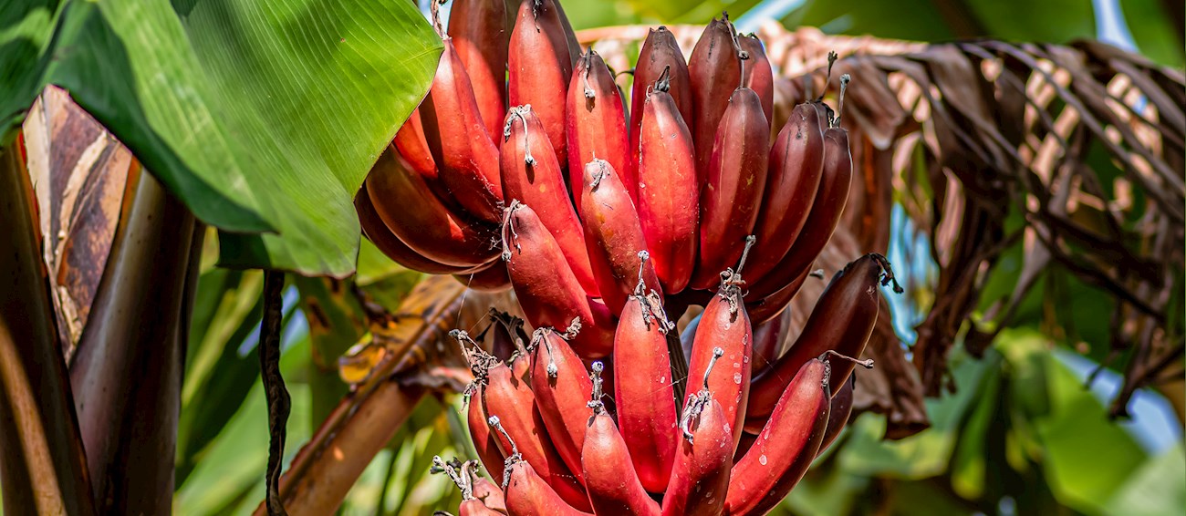 5 Best Bananas in Asia - TasteAtlas