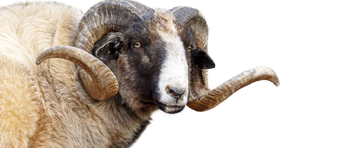 Navajo-Churro Sheep | Local Sheep From Colorado, United States of America