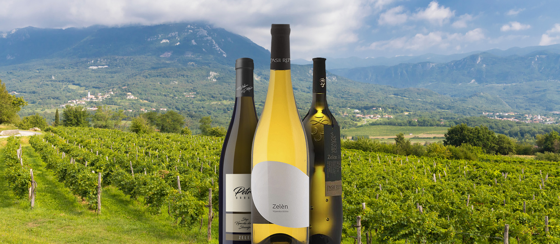 Zelèn | Local Wine Variety From Municipality of Vipava, Slovenia