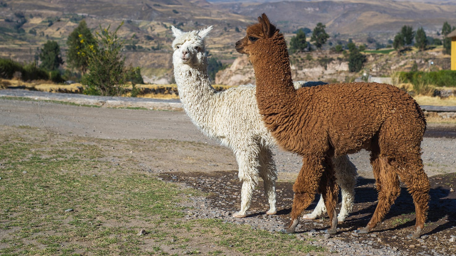 7 Best Fresh Meats in South America - TasteAtlas